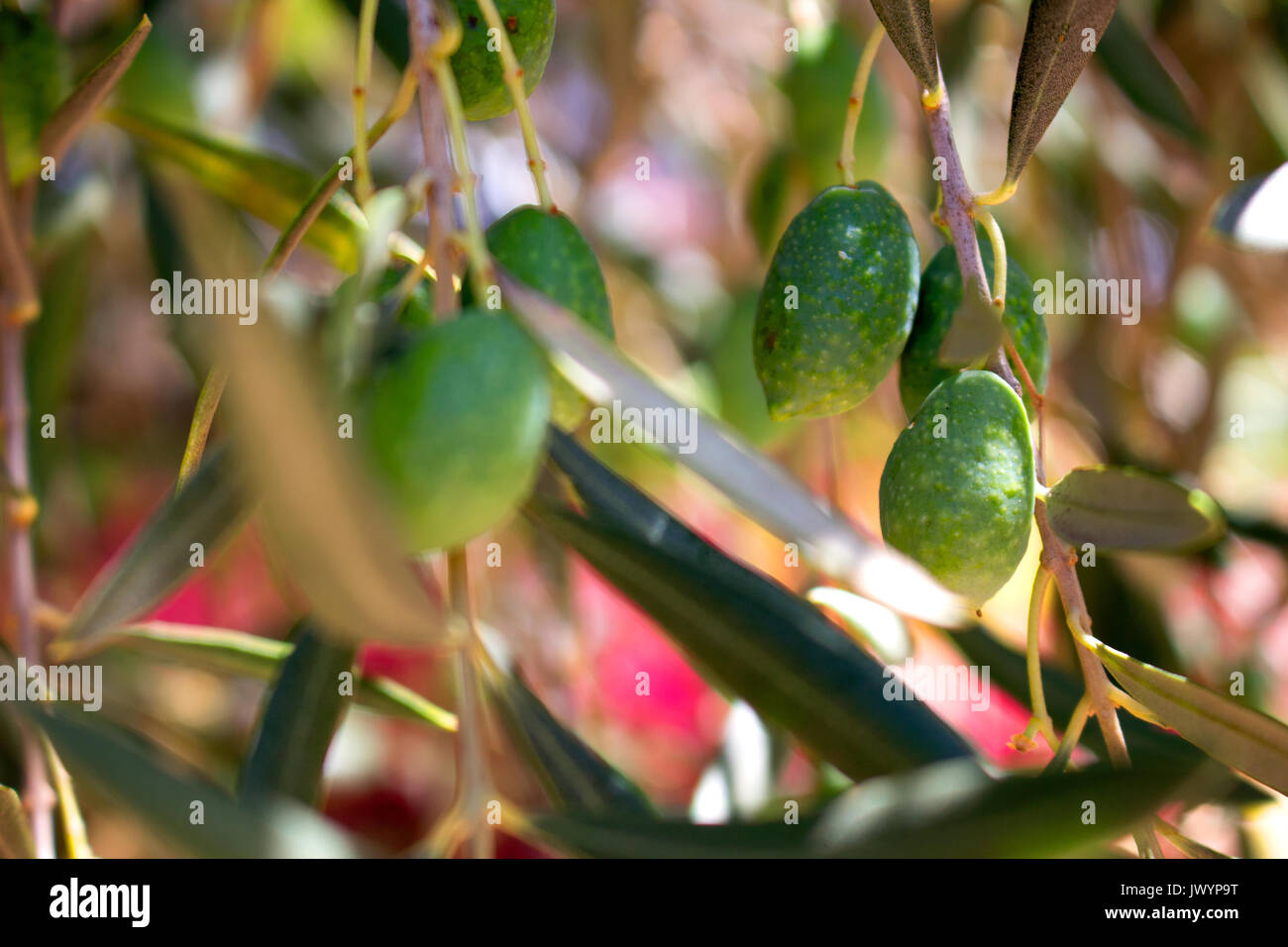 Olive. Fresh olives fruits. Green olive tree. Mediterranean plant Stock ...