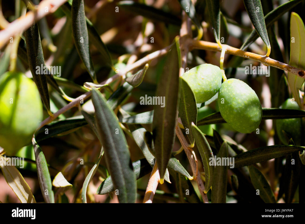 Olive. Fresh olives fruits. Green olive tree. Mediterranean plant Stock ...