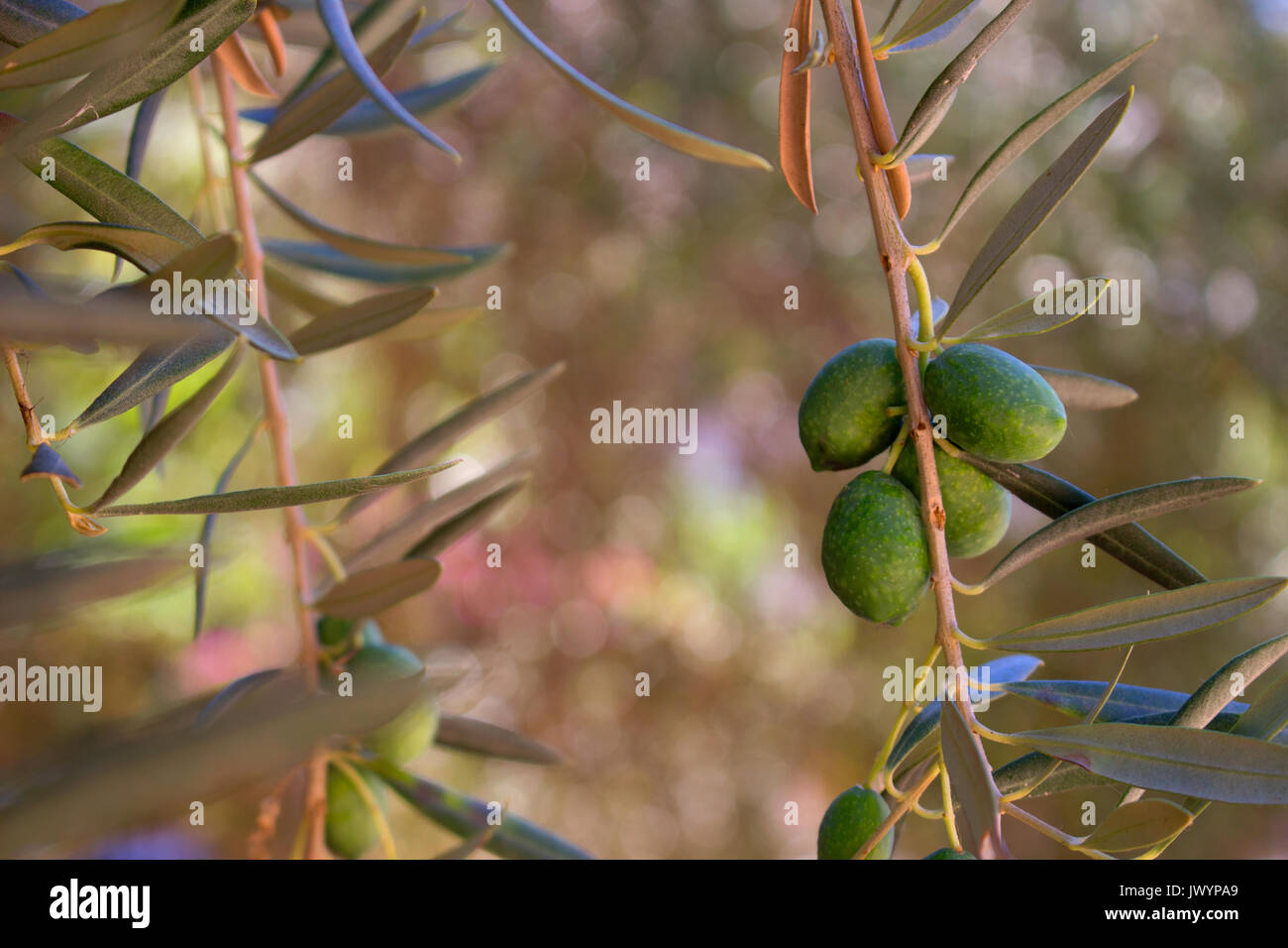 Olive. Fresh olives fruits. Green olive tree. Mediterranean plant Stock ...