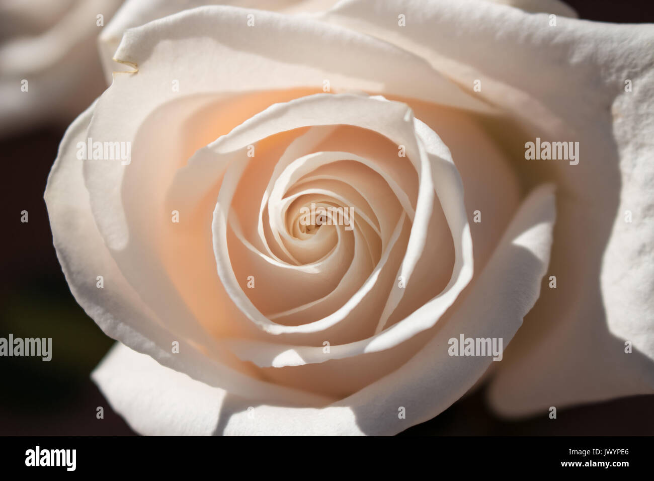 Rose. One white rose. Elegant white flower Stock Photo - Alamy