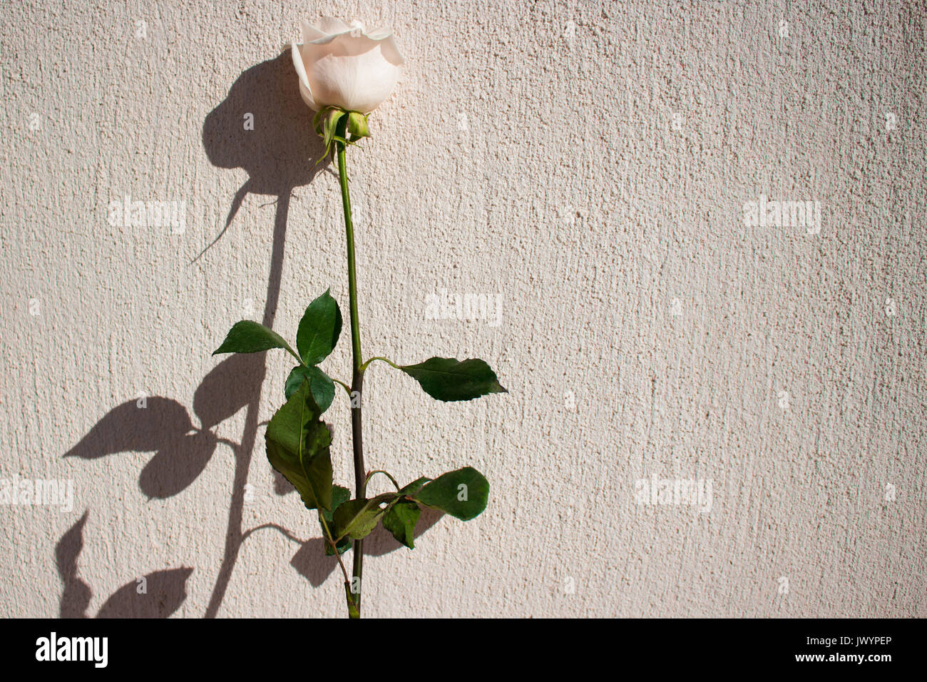 Rose. One white rose. Elegant white flower Stock Photo - Alamy