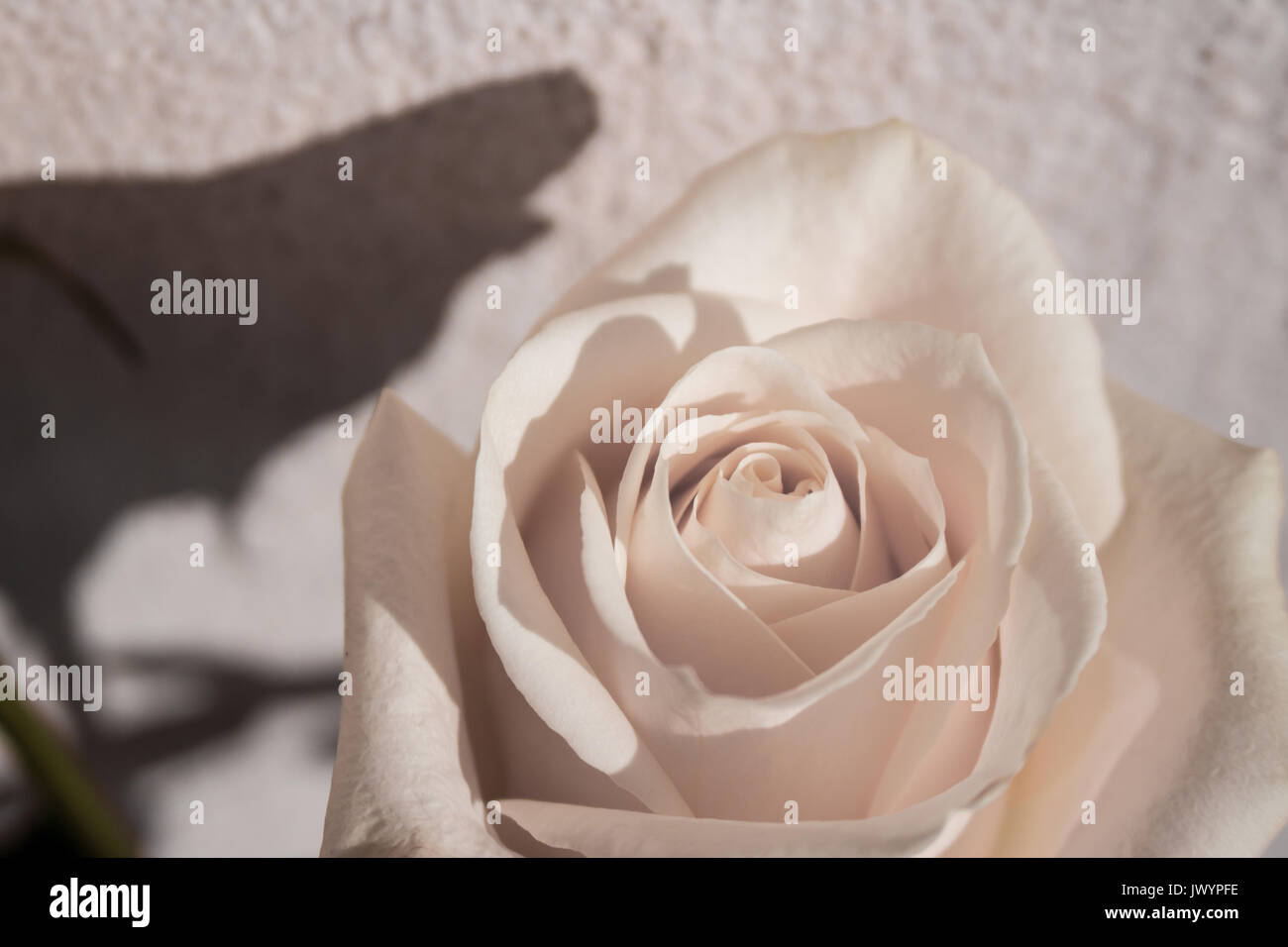Rose. One white rose. Elegant white flower Stock Photo - Alamy