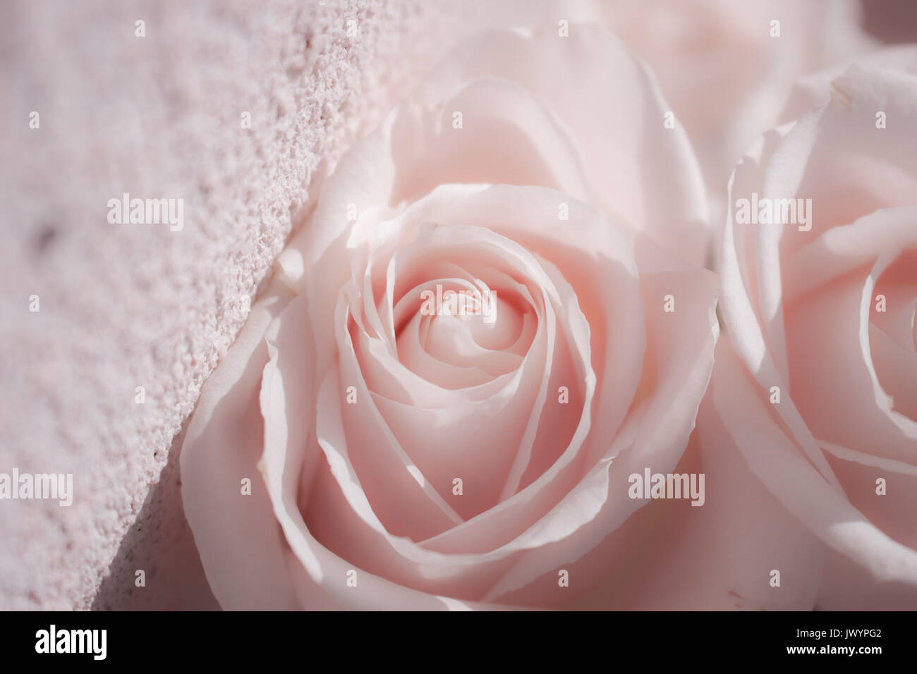 Elegant single white rose hi-res stock photography and images - Alamy