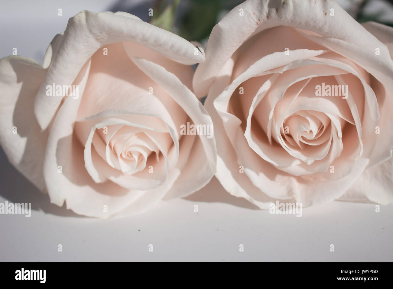 Rose. Two white roses. Elegant white flower Stock Photo - Alamy