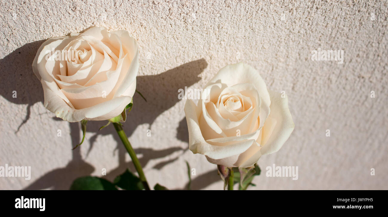 Rose. Two white roses. Elegant white flower Stock Photo - Alamy