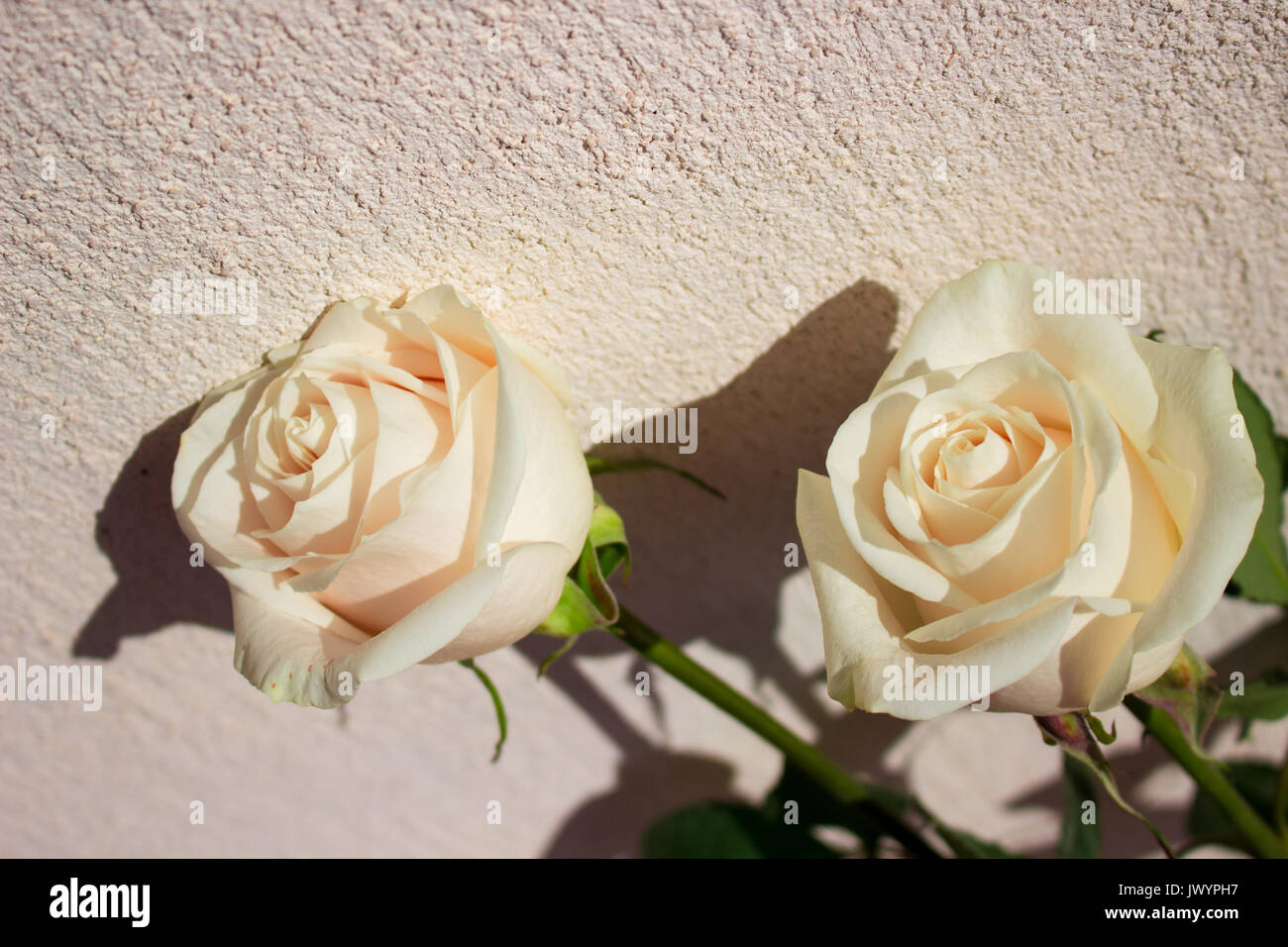 Rose. Two white roses. Elegant white flower Stock Photo - Alamy