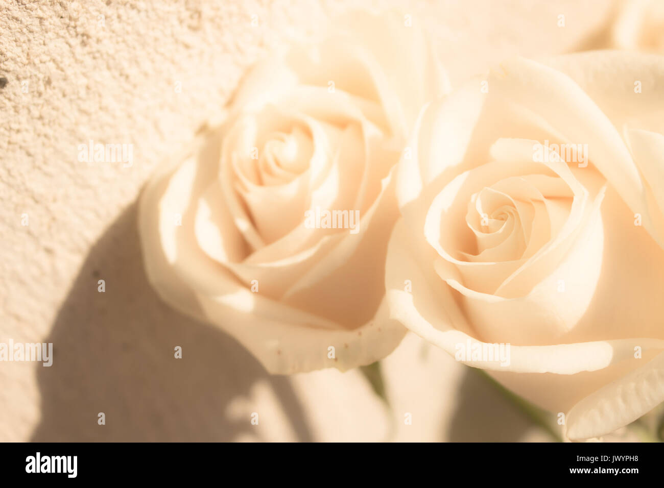 Rose. Two white roses. Elegant white flower Stock Photo - Alamy