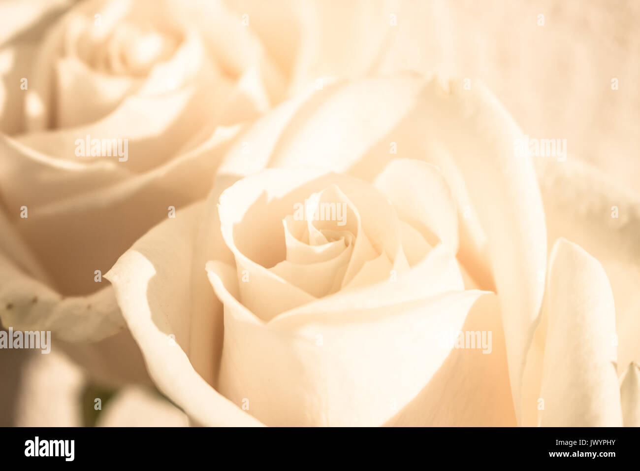 Rose. Two white roses. Elegant white flower Stock Photo - Alamy