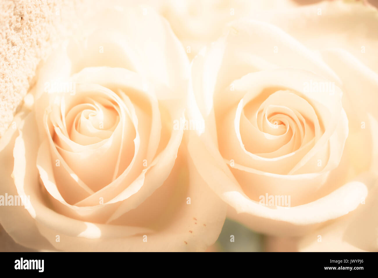 Rose. Two white roses. Elegant white flower Stock Photo - Alamy