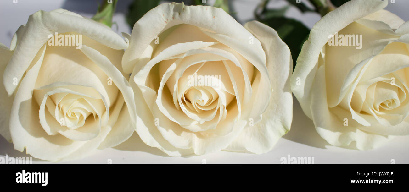 Rose. Three white roses. Elegant white flower Stock Photo - Alamy