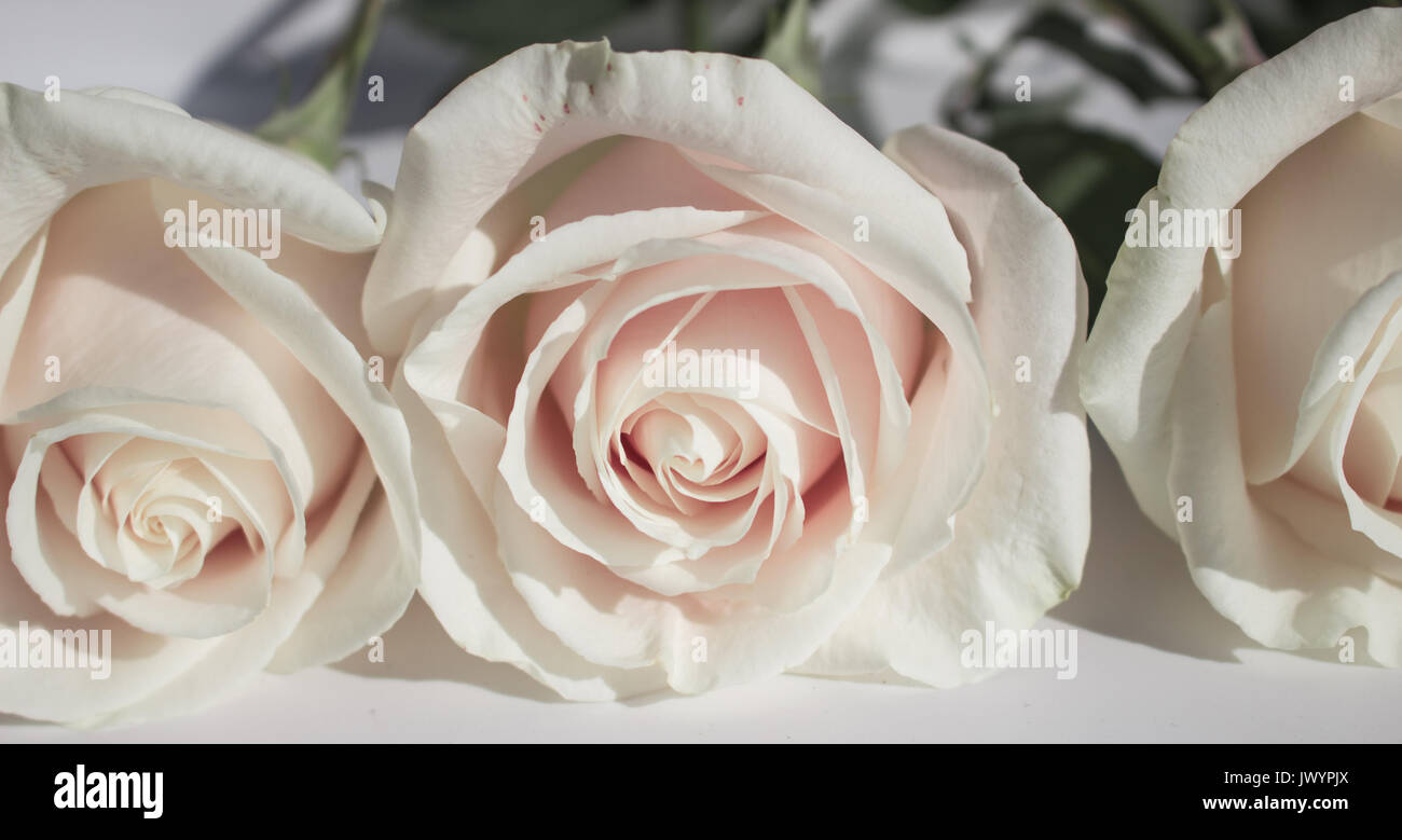 Rose. Three white roses. Elegant white flower Stock Photo - Alamy