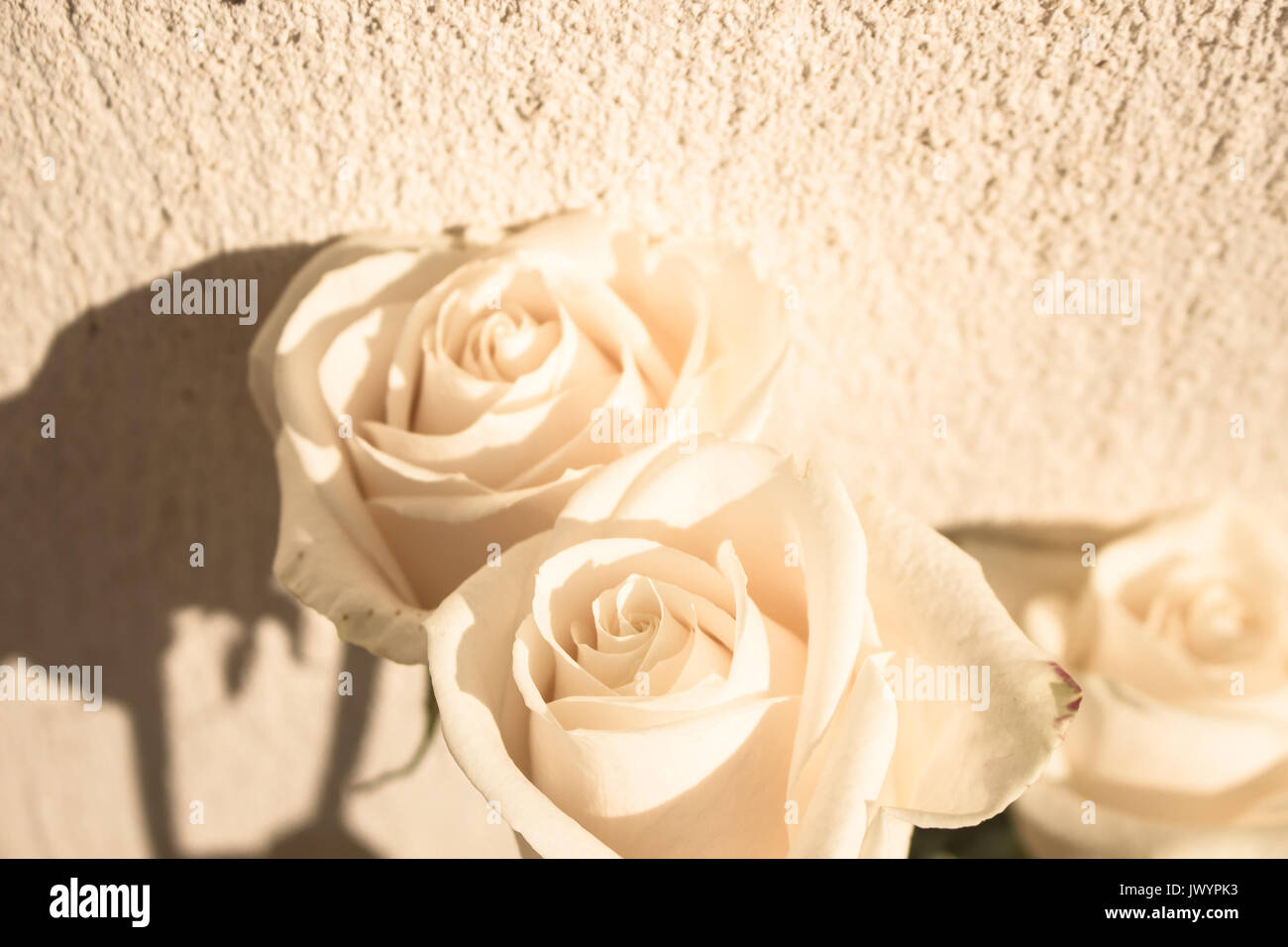 Rose. Three white roses. Elegant white flower Stock Photo - Alamy