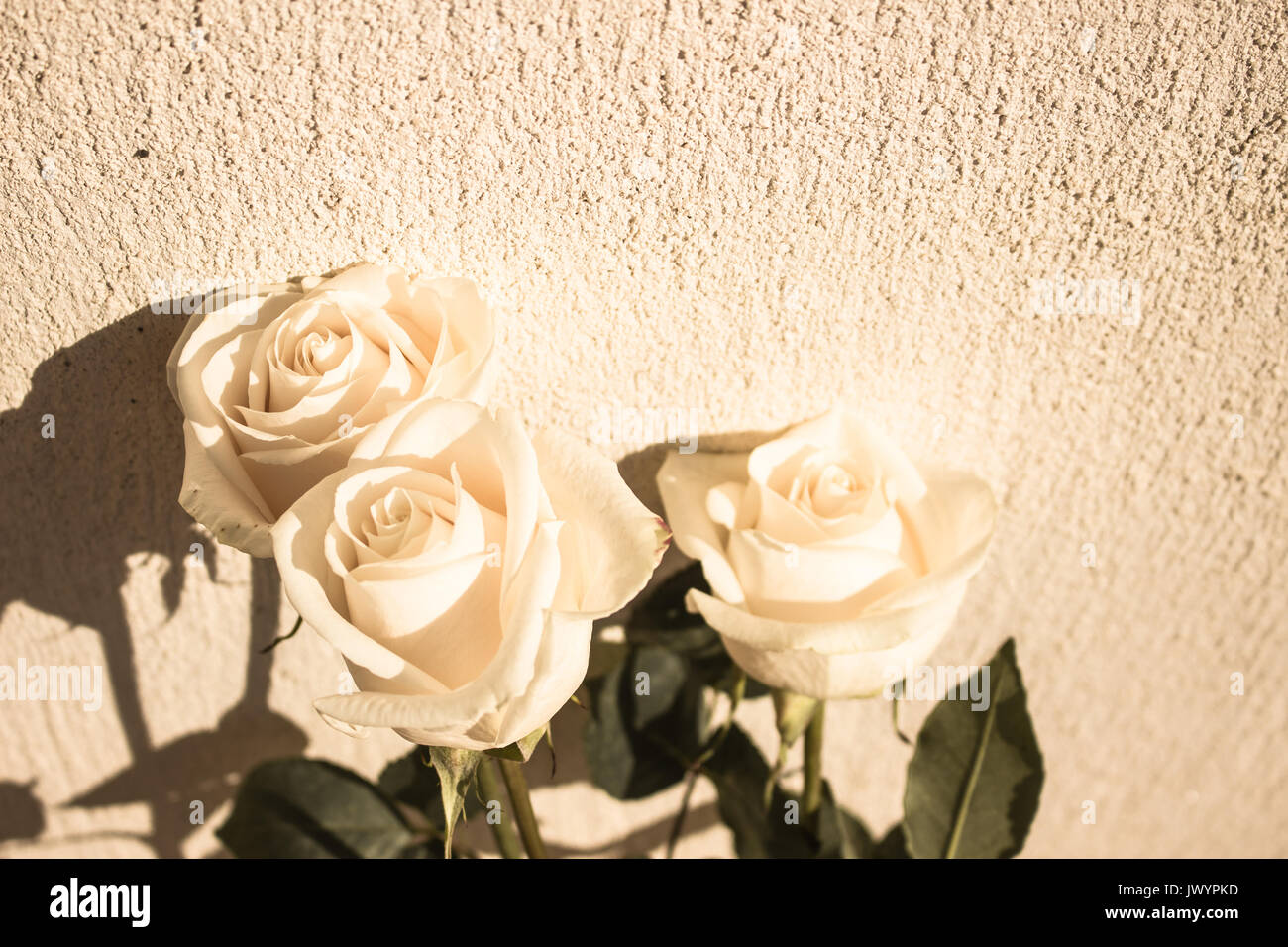 Rose. Three white roses. Elegant white flower Stock Photo - Alamy