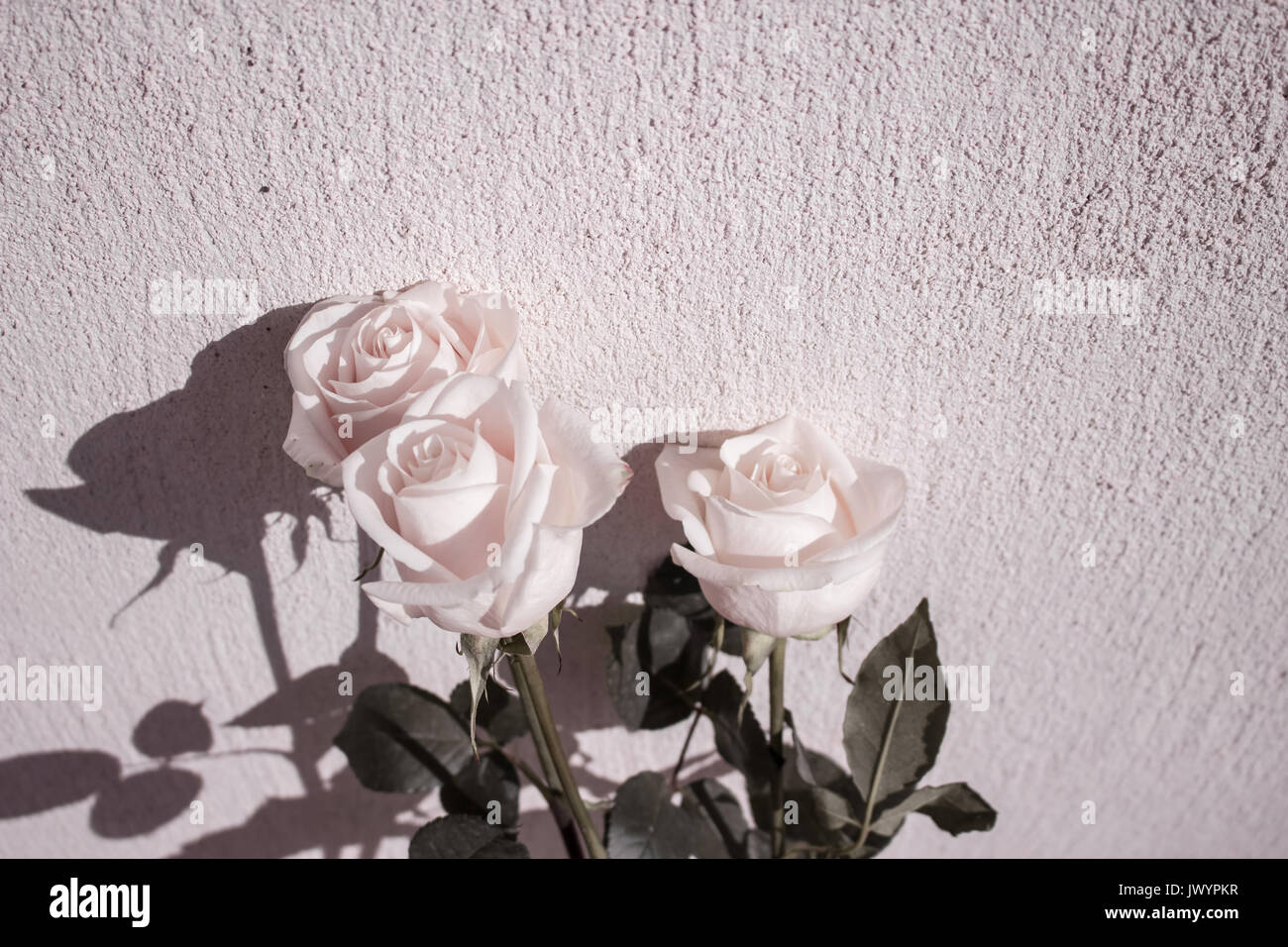 Rose. Three white roses. Elegant white flower Stock Photo - Alamy