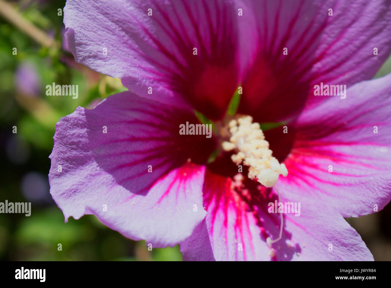 Hibiscus. Violet hibiscus. Elegant decoration summer flower Stock Photo ...