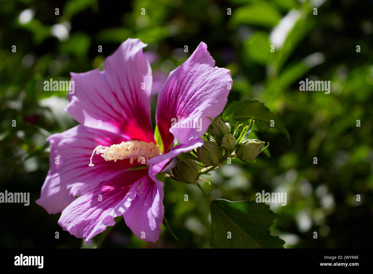 Hibiscus. Violet hibiscus. Elegant decoration summer flower Stock Photo ...