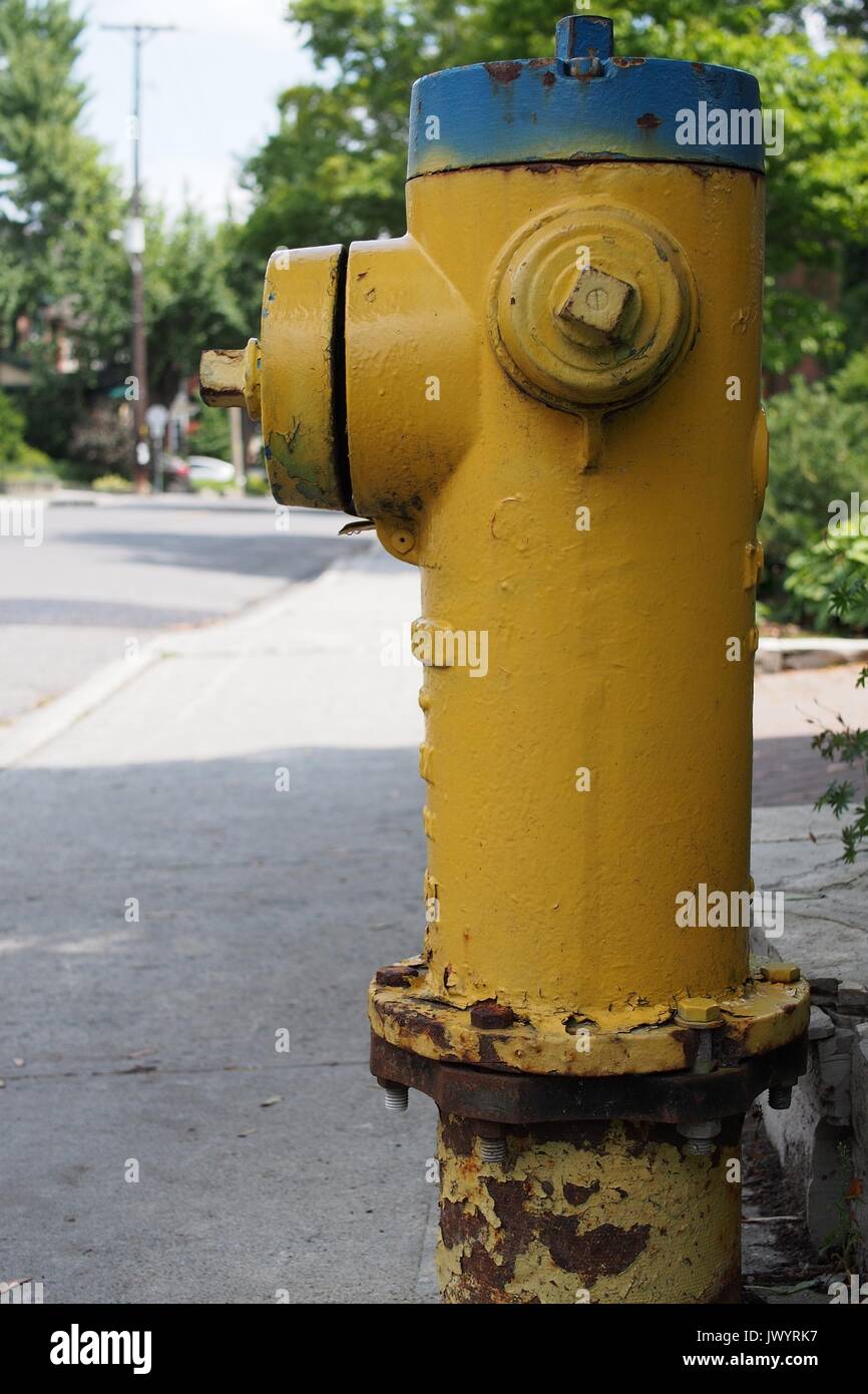North American yellow and blue fire hydrant, Ottawa, Ontario, Canada ...