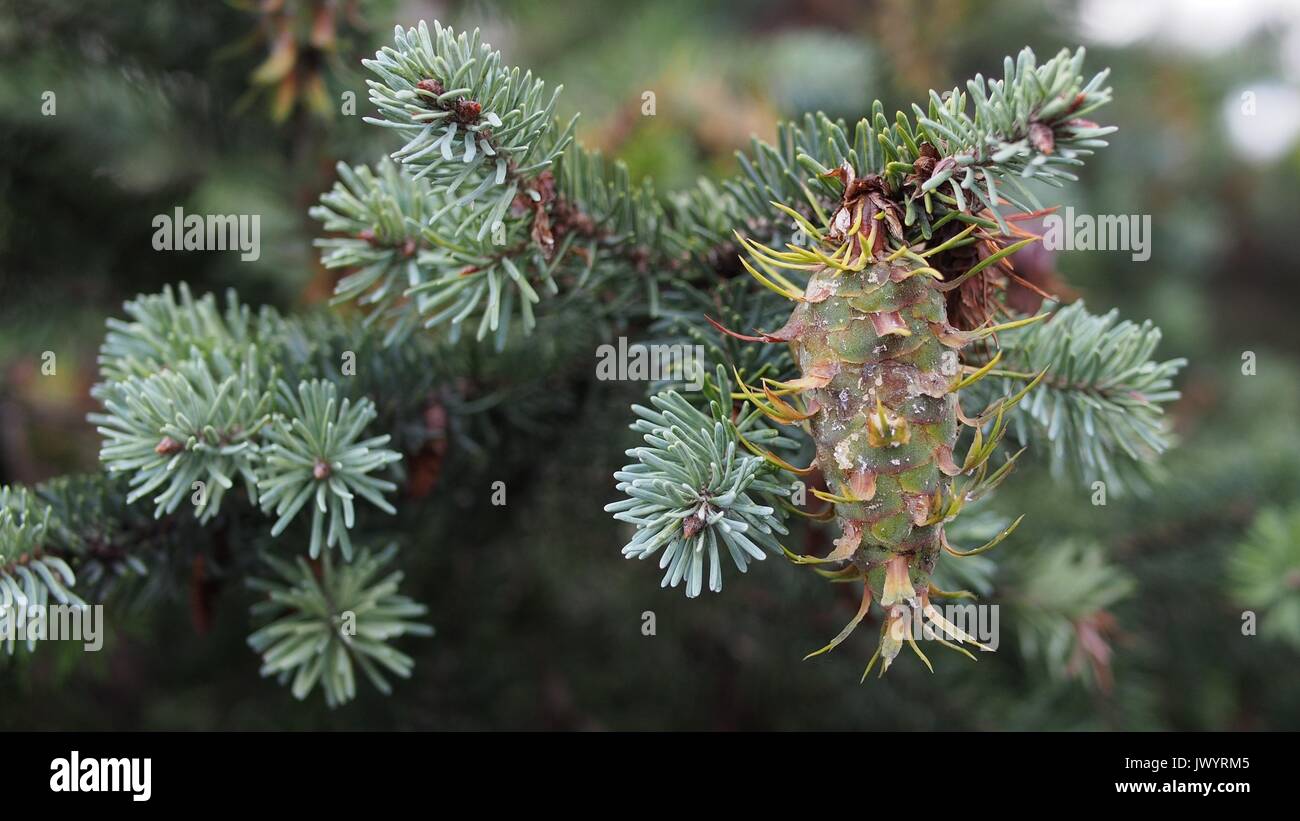 Immature fir cone hi-res stock photography and images - Alamy
