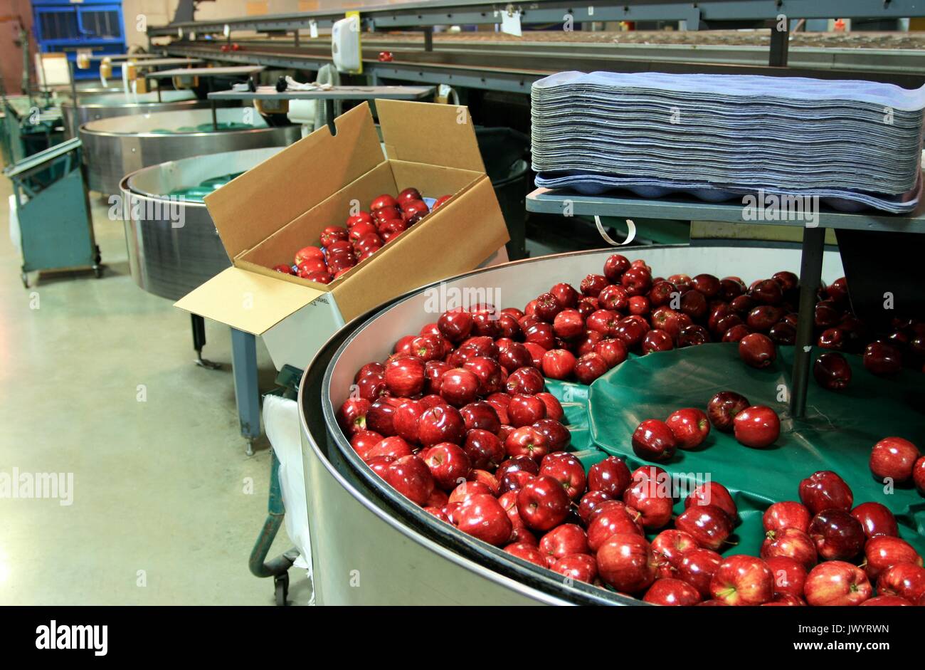Apples being packed in a warehouse Stock Photo - Alamy