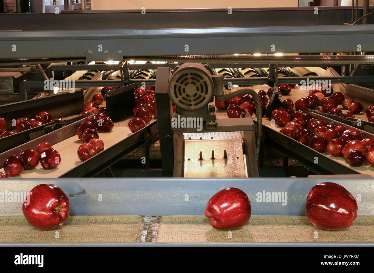 Apples being packed in a warehouse Stock Photo - Alamy