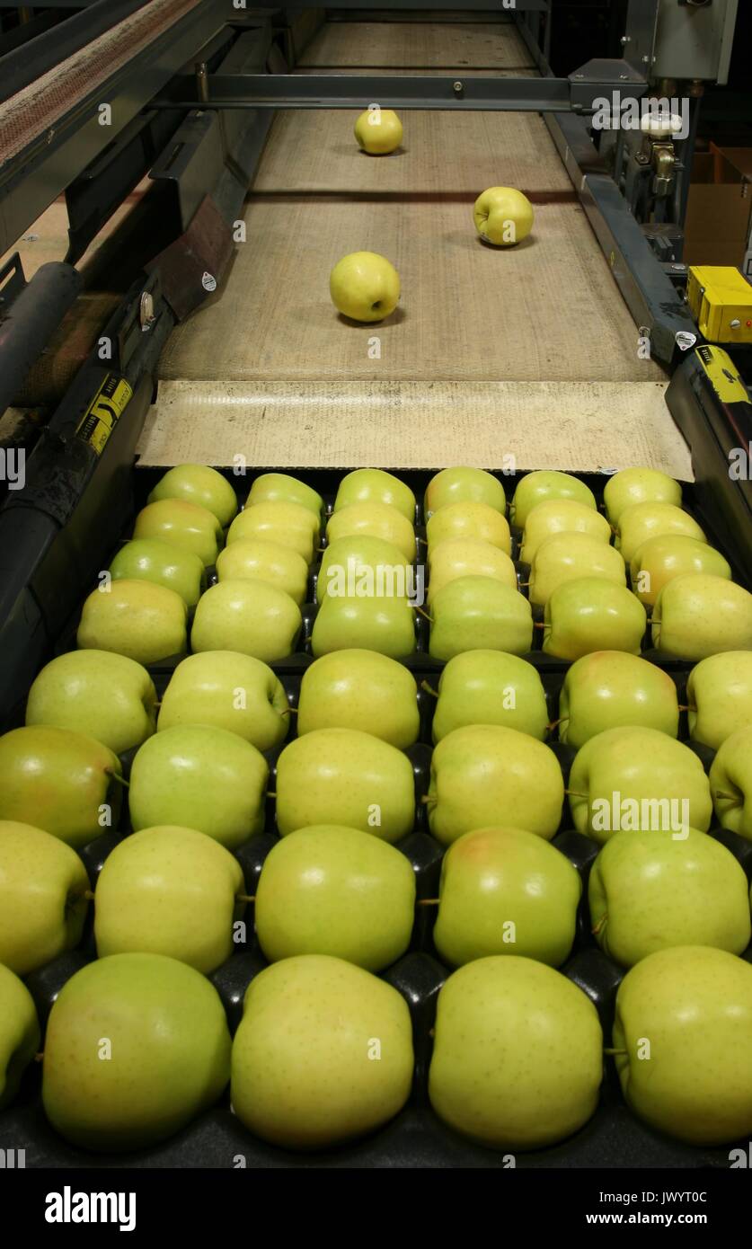 Apples being packed in a warehouse Stock Photo - Alamy