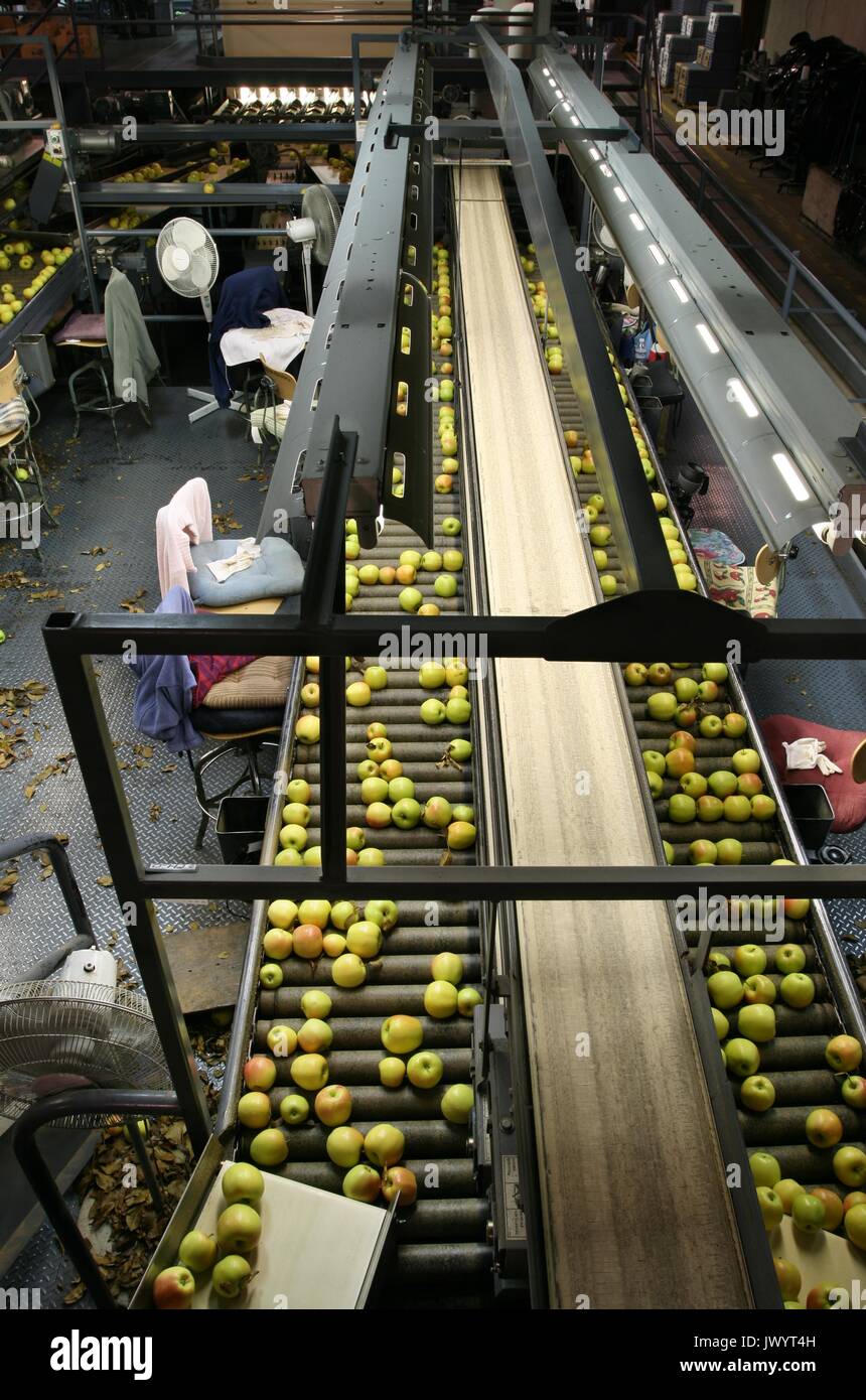 Apples being packed in a warehouse Stock Photo - Alamy