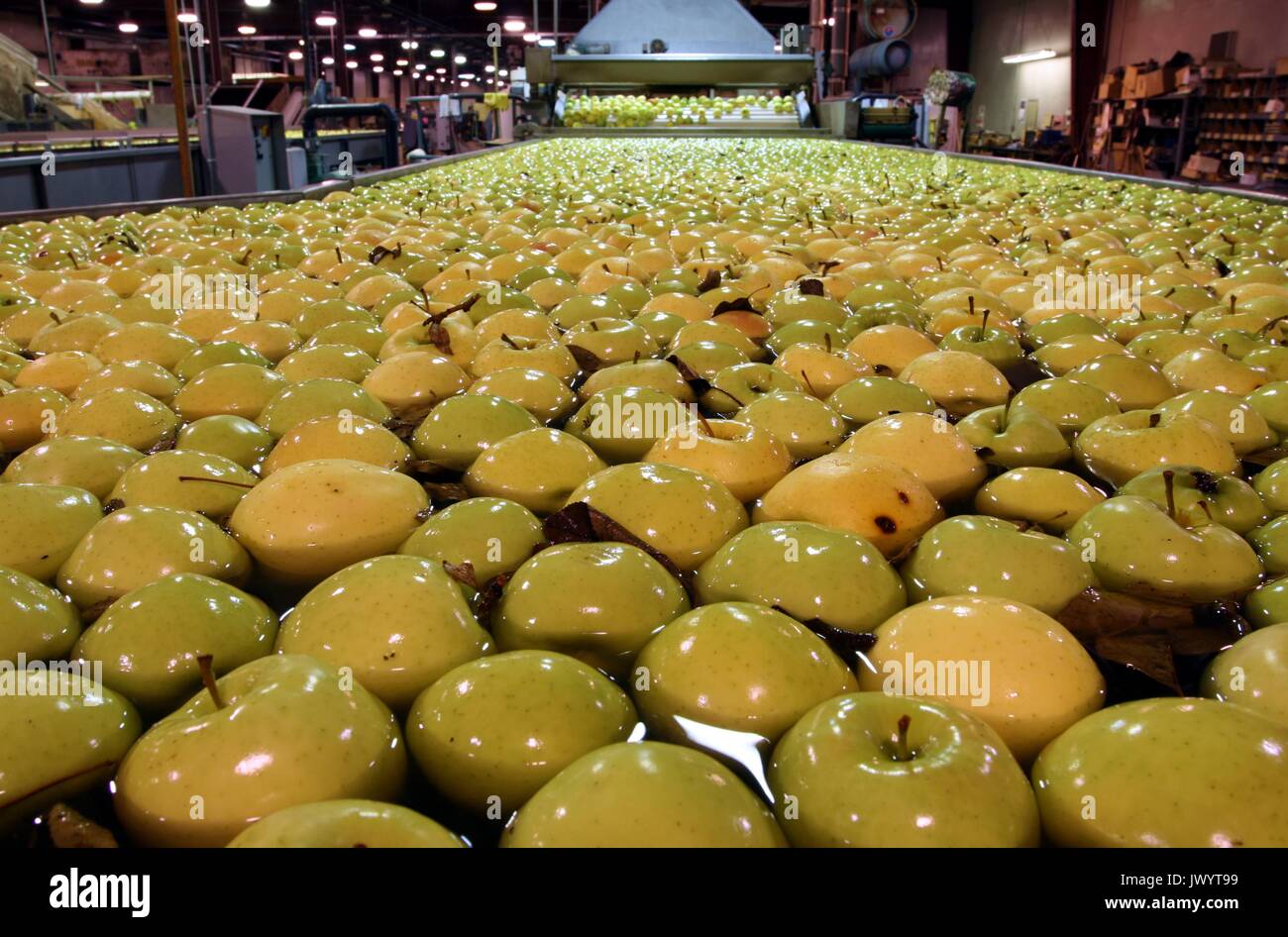 Apples being packed in a warehouse Stock Photo - Alamy