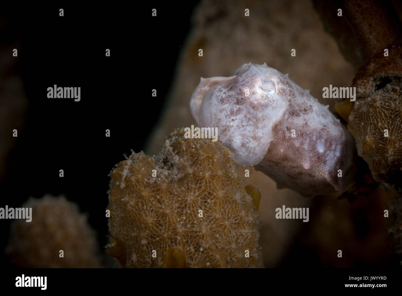 Pygmy Cuttlefish High Resolution Stock Photography and Images - Alamy