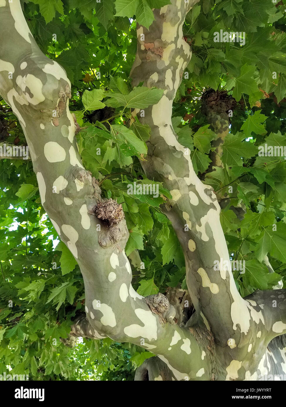 Mottled pattern hi-res stock photography and images - Alamy