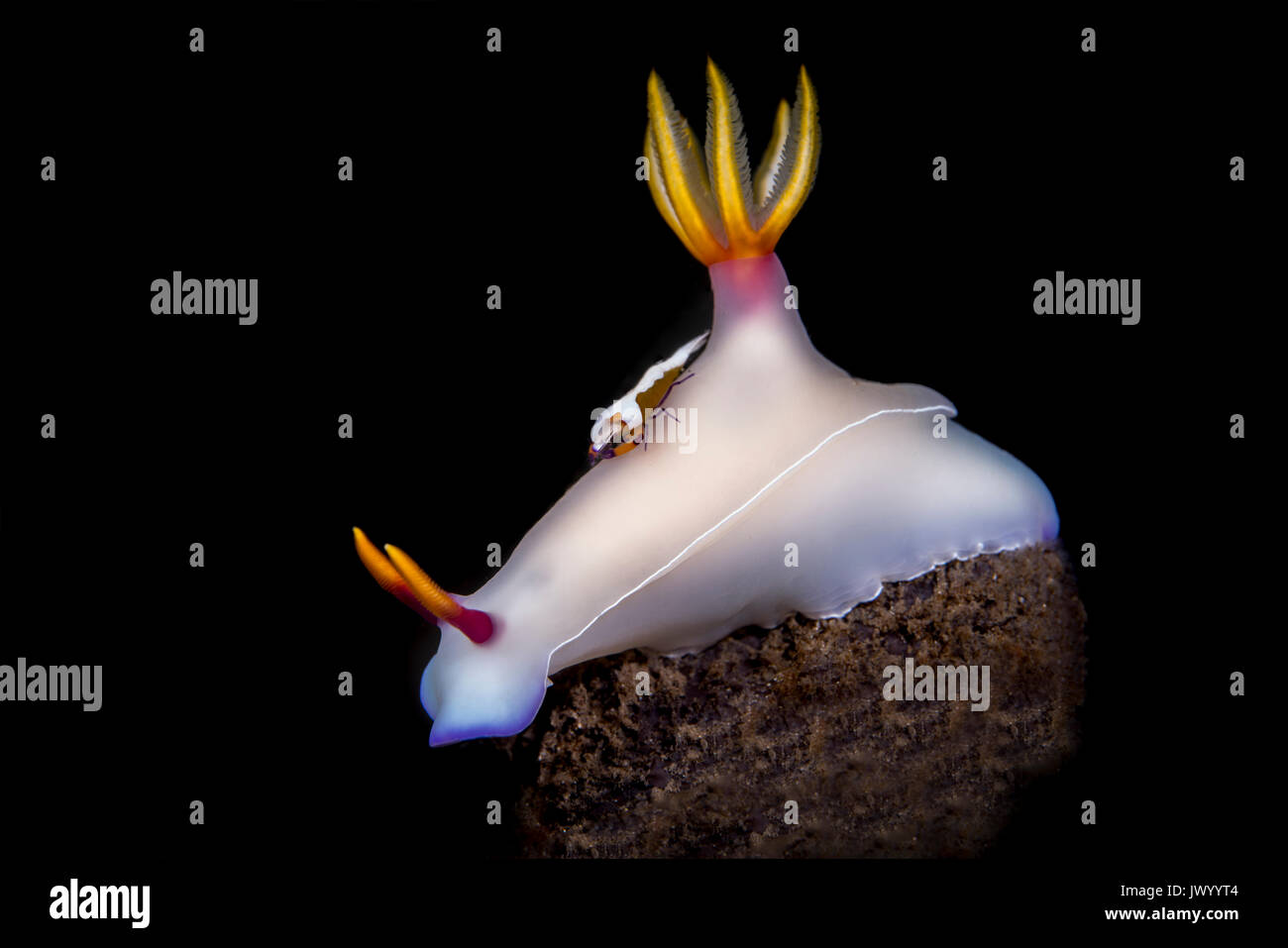 Purple nudibranch (Hypselodoris bullocki) in the Lembeh Strait Stock ...