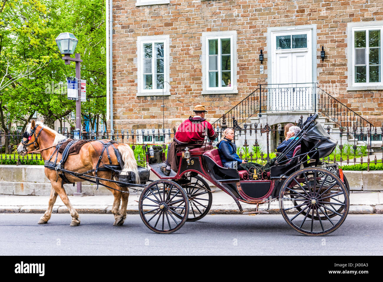 Canadian light horse hi-res stock photography and images - Alamy