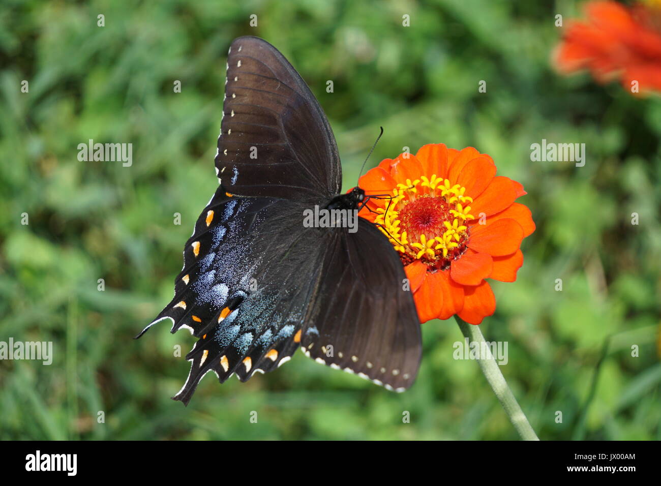 Black Swallowtail Butterfly Stock Photo - Alamy