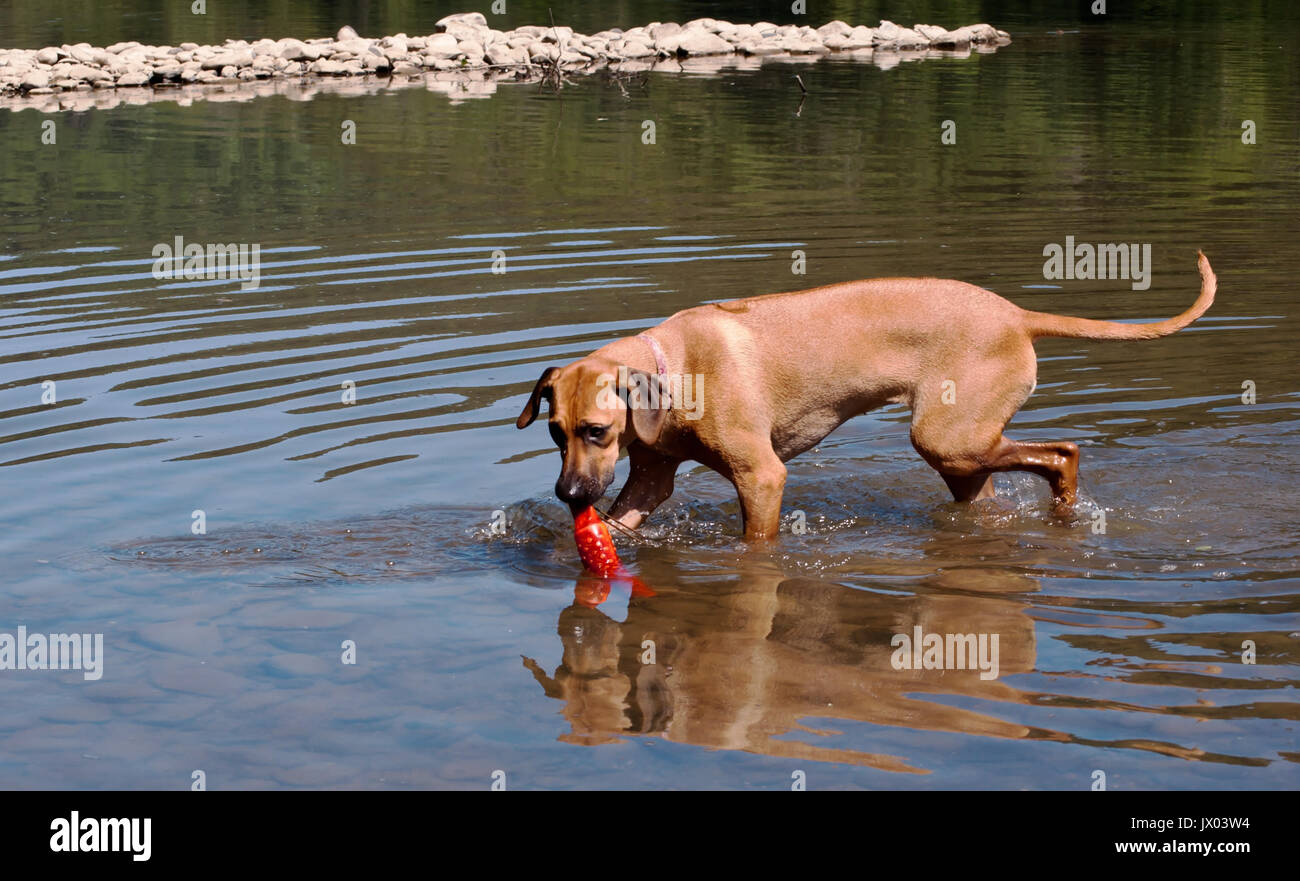 Playing rhodesian ridgeback hi-res stock photography and images - Alamy