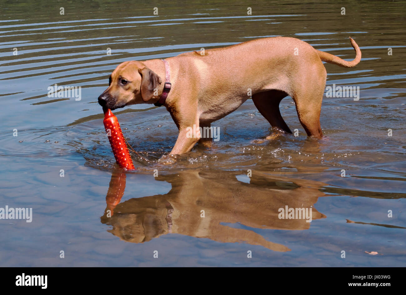 Rhodesian Ridge High Resolution Stock Photography and Images - Alamy