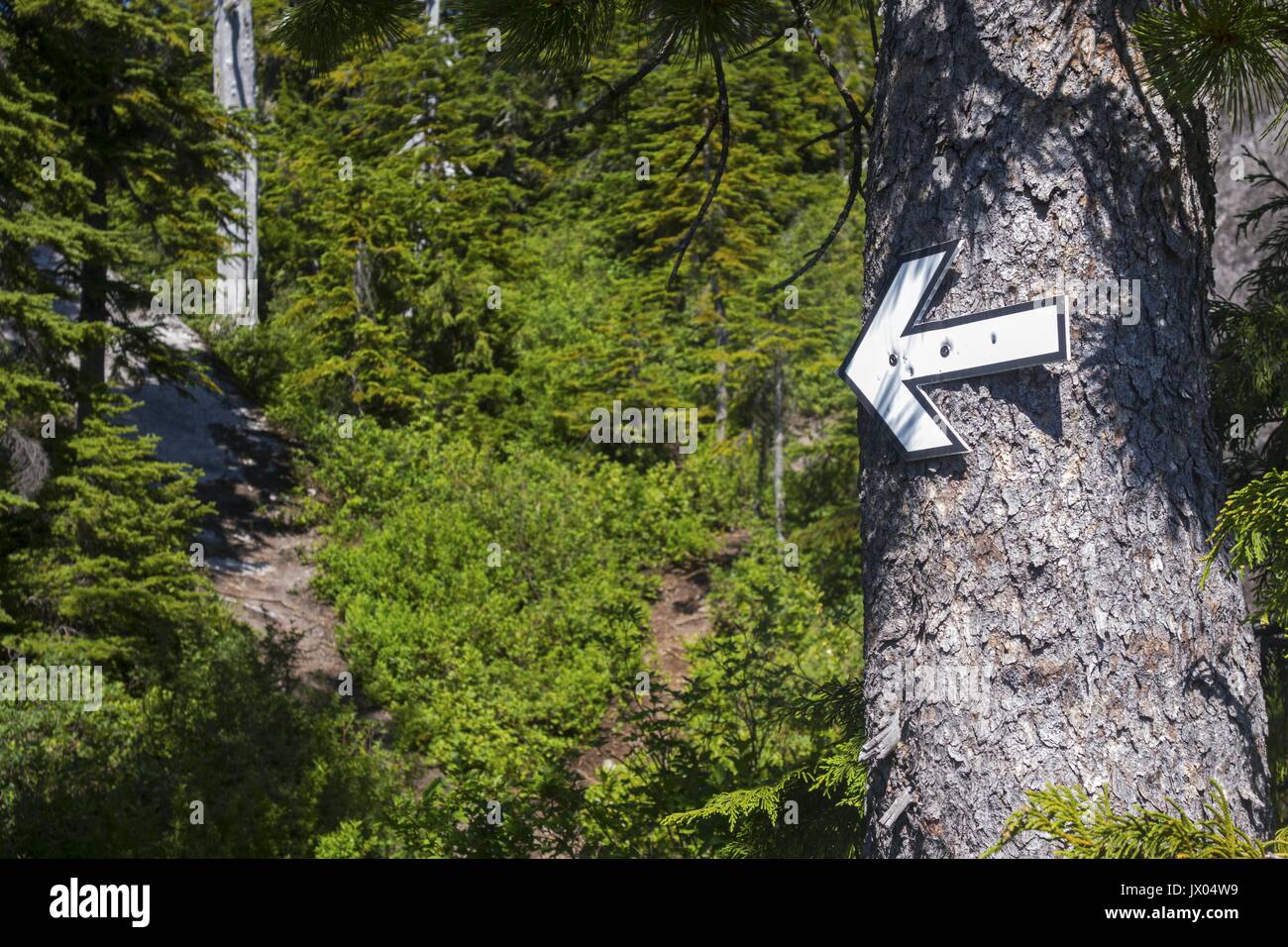 Big White Arrow Tree Sign pointing Hiking Trail Direction in Green ...