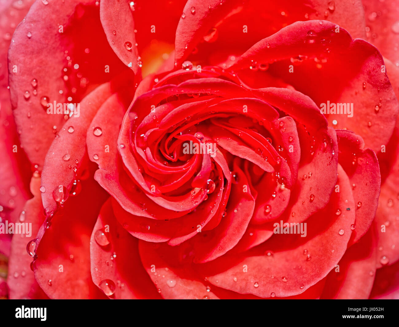 Beautiful Red Rose with Water Drops, Closeup after Rain Stock Photo - Alamy