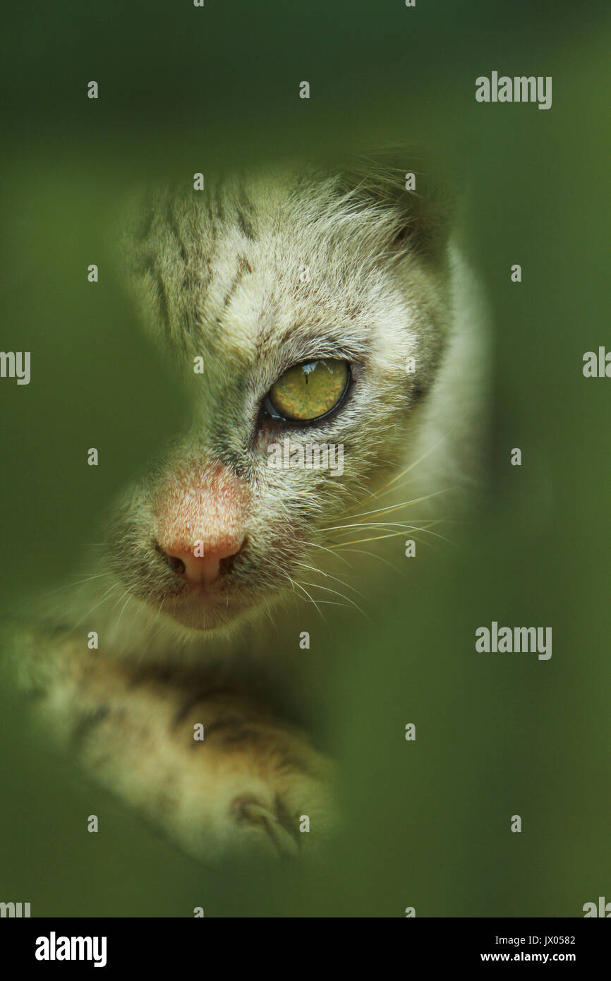 Lurking hi-res stock photography and images - Alamy