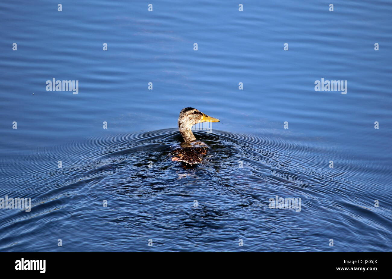 Mallard family life hi-res stock photography and images - Alamy