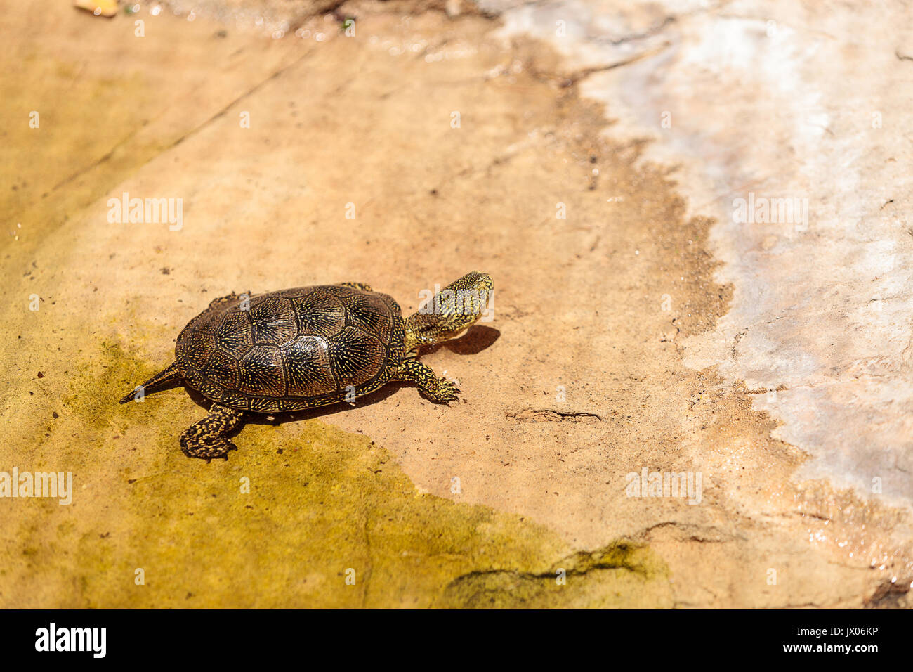 Herpetology of iran hi-res stock photography and images - Alamy