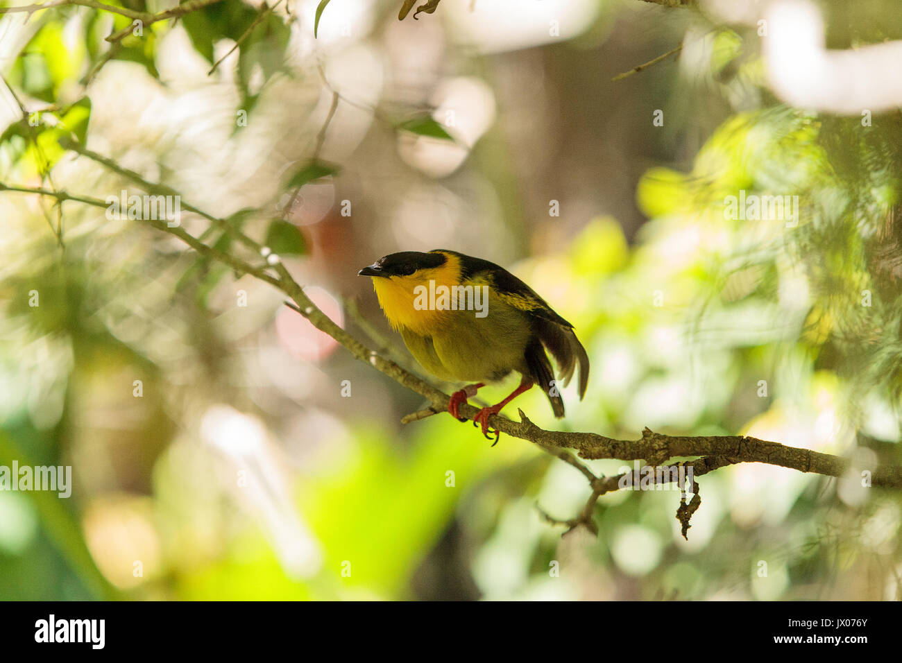 Golden collared manakin known as Manacus vitellinus in a tree Stock ...
