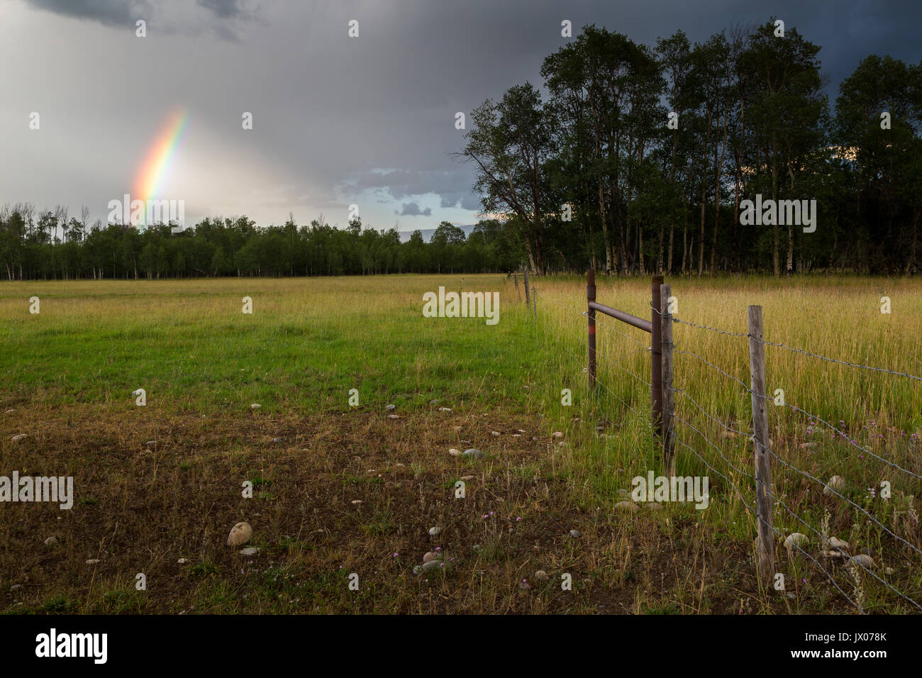A rainbow arching over aspen trees and a fence on a ranch near Teton ...
