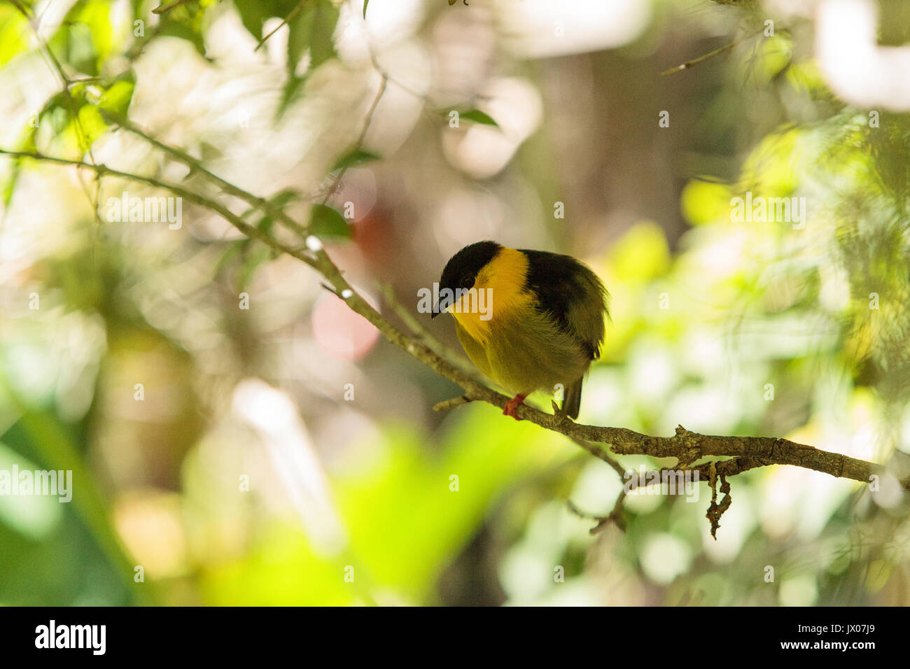 Golden collared manakin known as Manacus vitellinus in a tree Stock ...