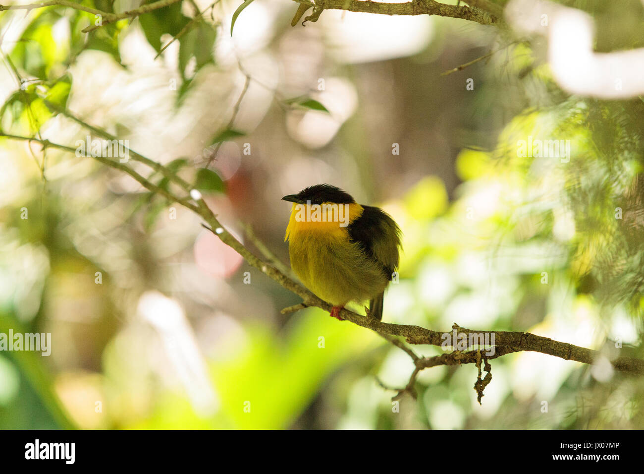 Golden collared manakin known as Manacus vitellinus in a tree Stock ...