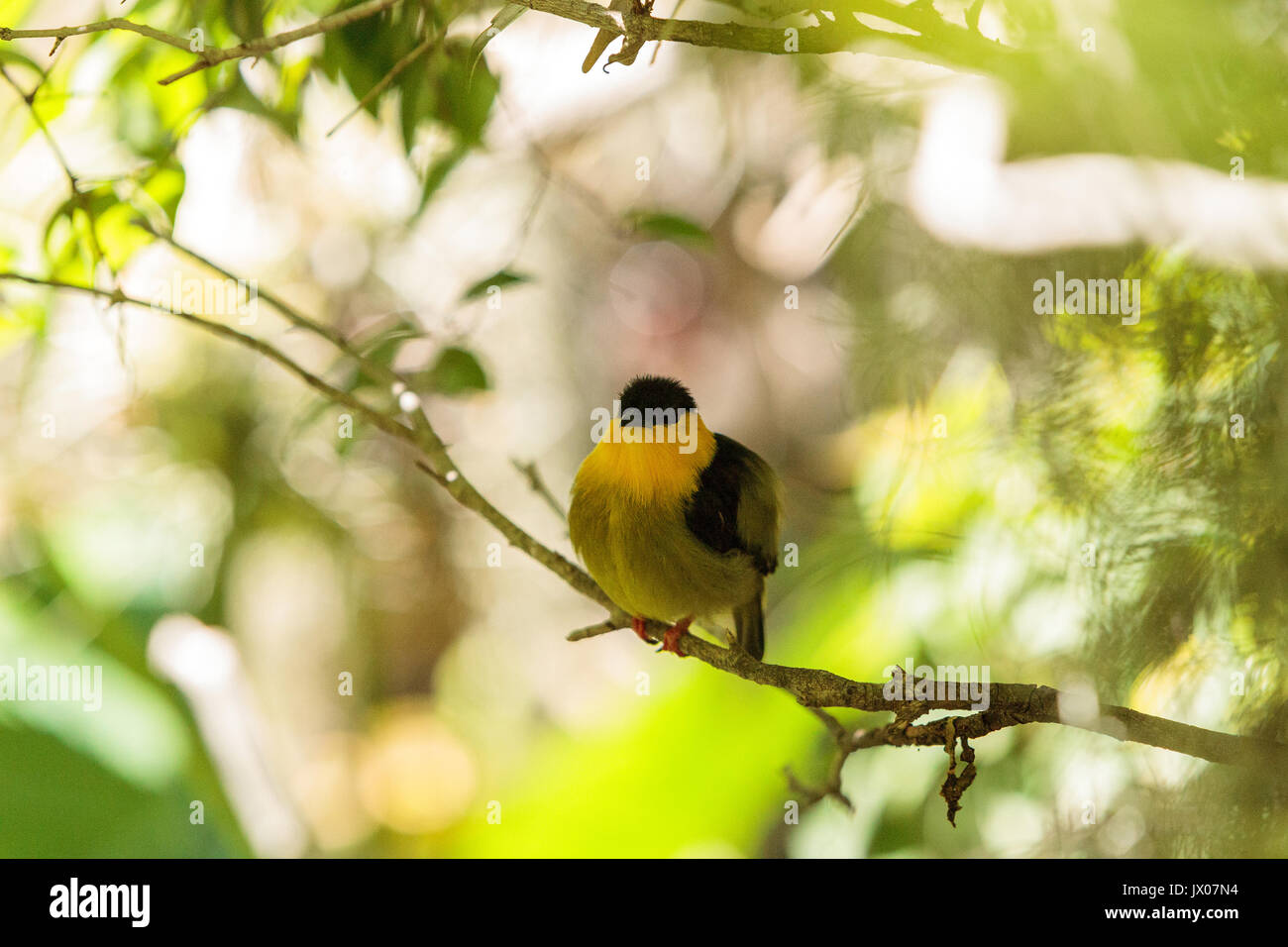 Golden collared manakin known as Manacus vitellinus in a tree Stock ...