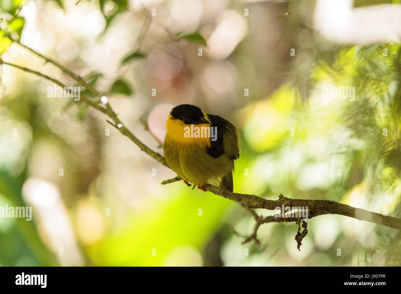 Golden collared manakin known as Manacus vitellinus in a tree Stock ...
