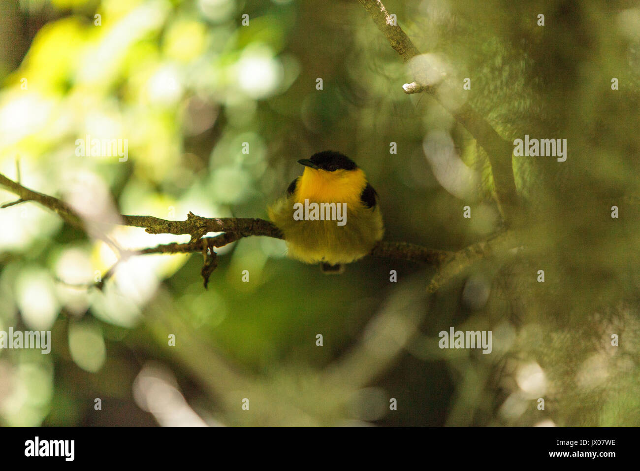 Golden collared manakin known as Manacus vitellinus in a tree Stock ...