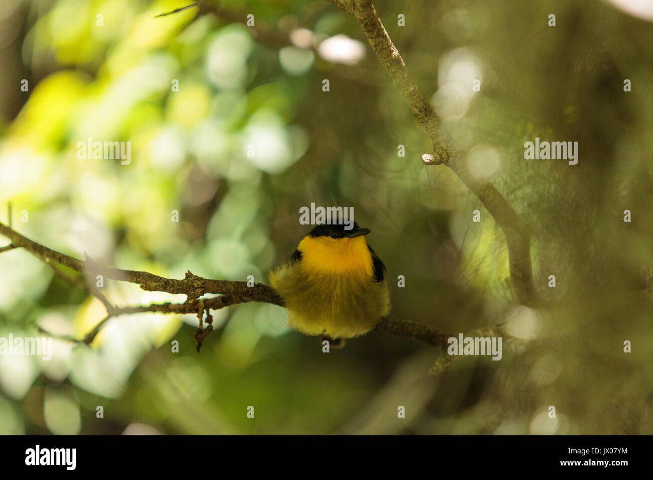 Golden collared manakin known as Manacus vitellinus in a tree Stock ...