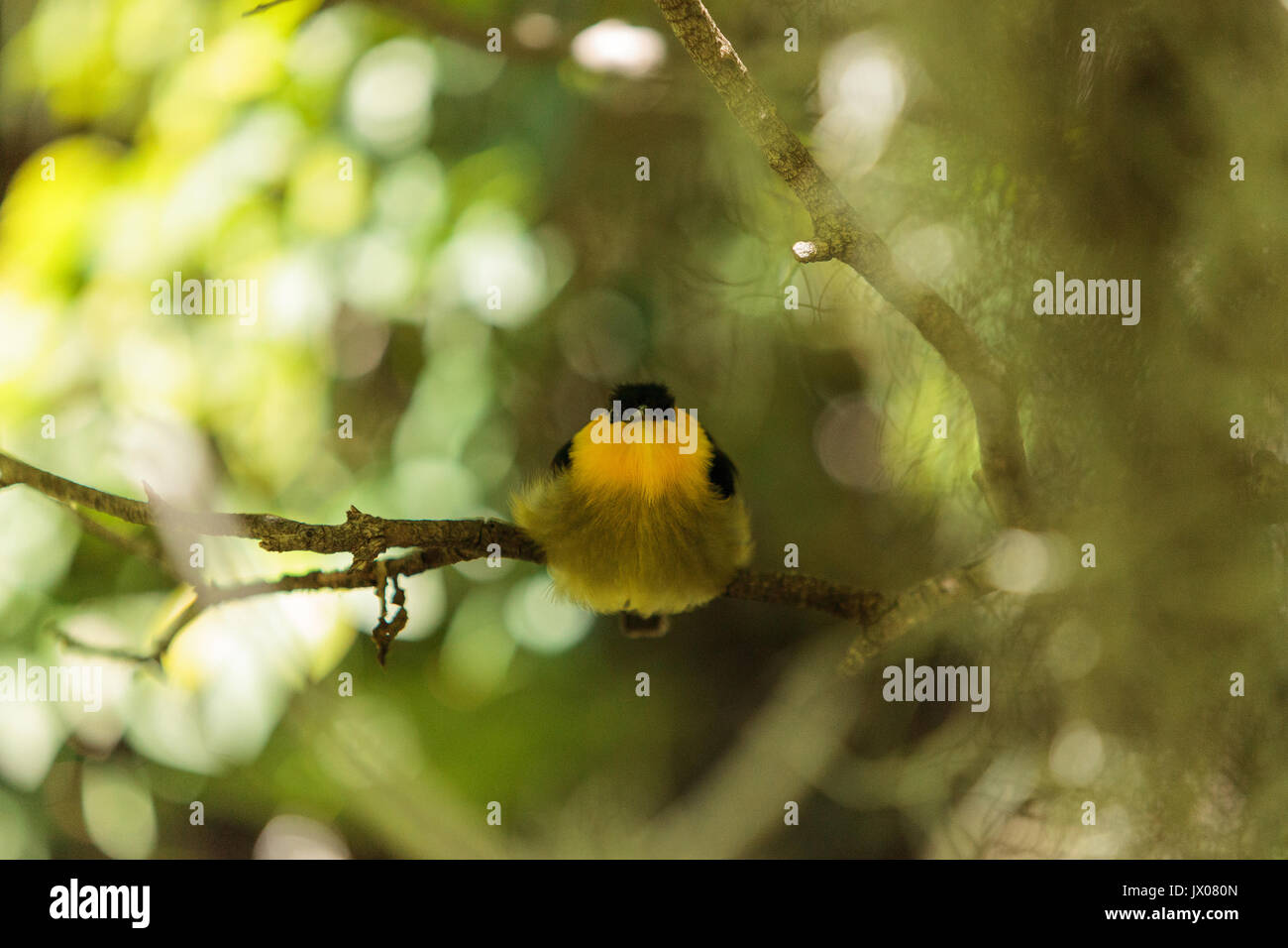 Golden collared manakin known as Manacus vitellinus in a tree Stock ...