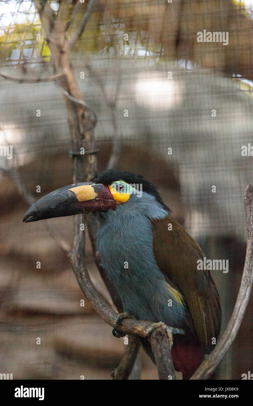Plate-billed mountain toucan Andigena laminirostris behind the walls of ...