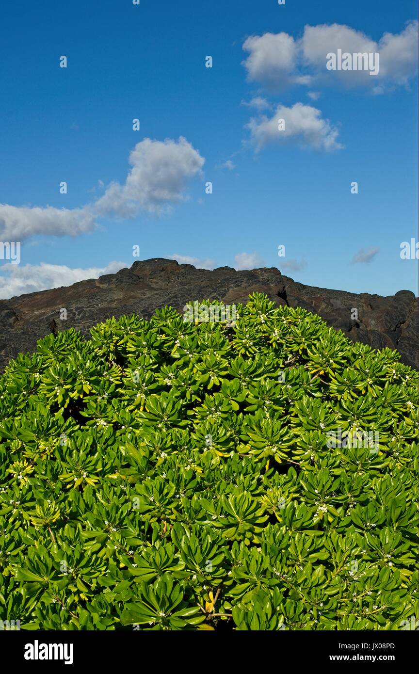 Abstract greenery contrast hi-res stock photography and images - Alamy